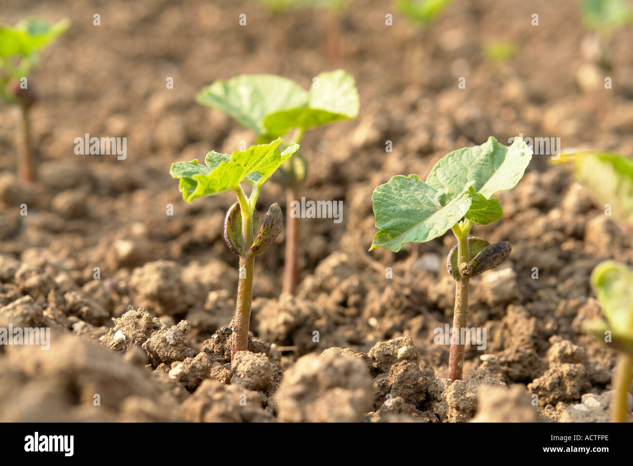 Beans grow in garden Stock Photo - Alamy