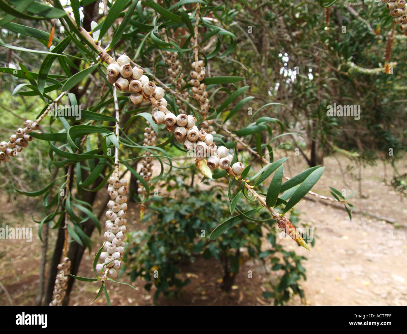 Callistemon fruits in botanical garden Lokrum island Dubrovnik Adria ...