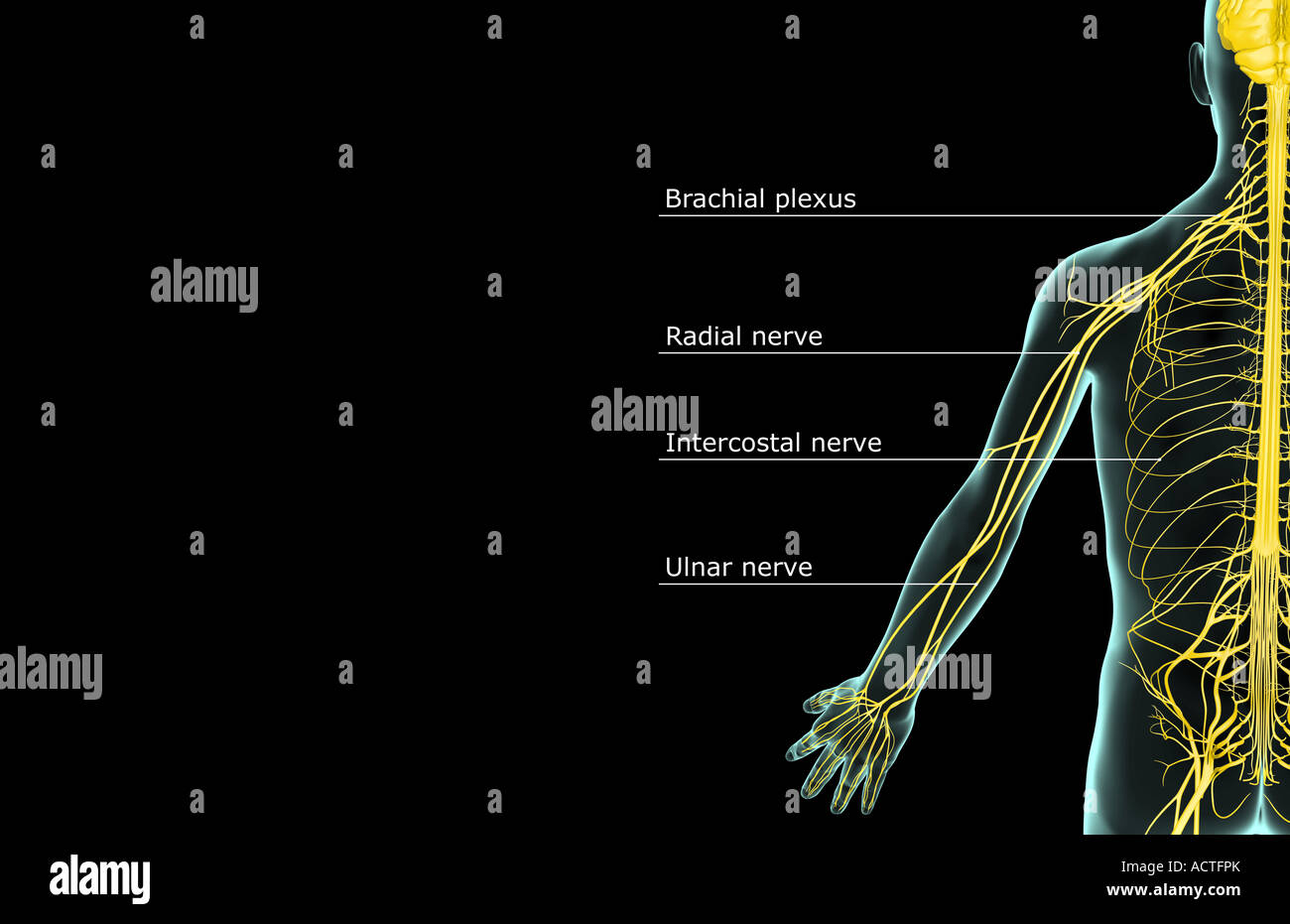Upper Limb Nerve Stock Photos & Upper Limb Nerve Stock Images - Alamy