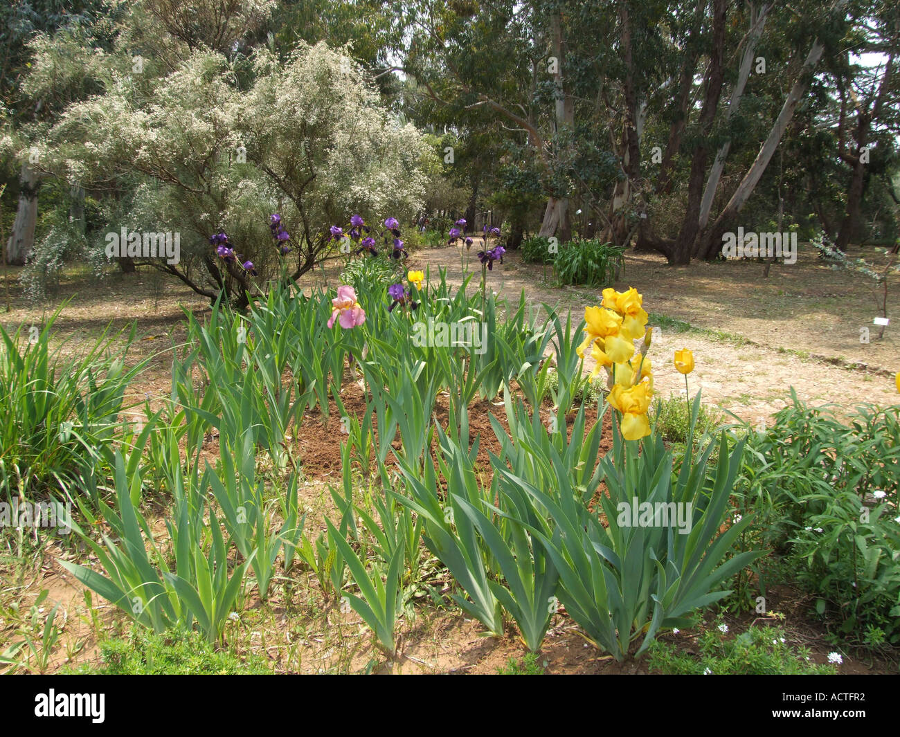Flowers in Botanical garden in Lokrum island Dubrovnik Adria Dalmatia ...