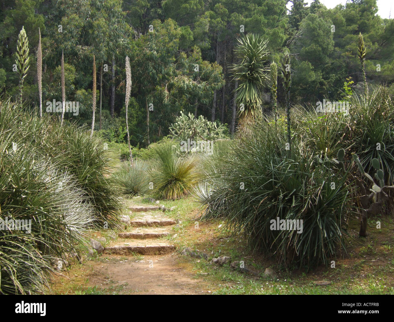 Flowers in Botanical garden in Lokrum island Dubrovnik Adria Dalmatia ...