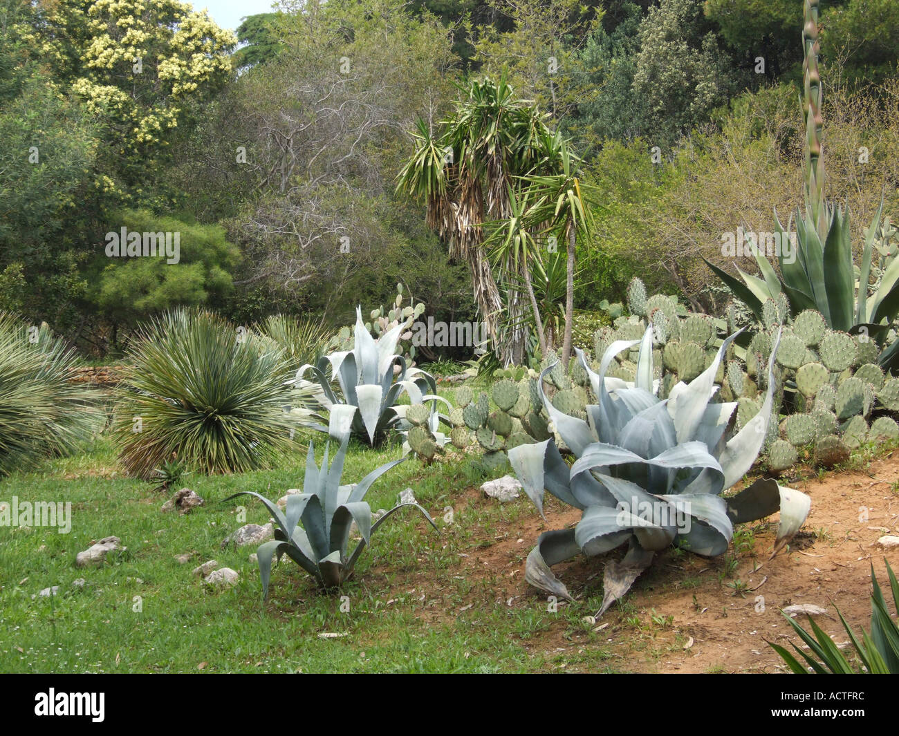 Flowers in Botanical garden in Lokrum island Dubrovnik Adria Dalmatia ...
