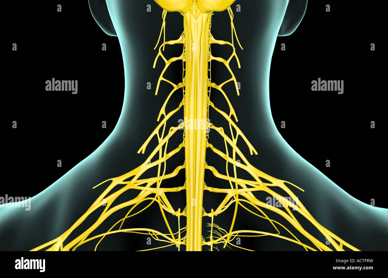 The nerves of the neck Stock Photo - Alamy