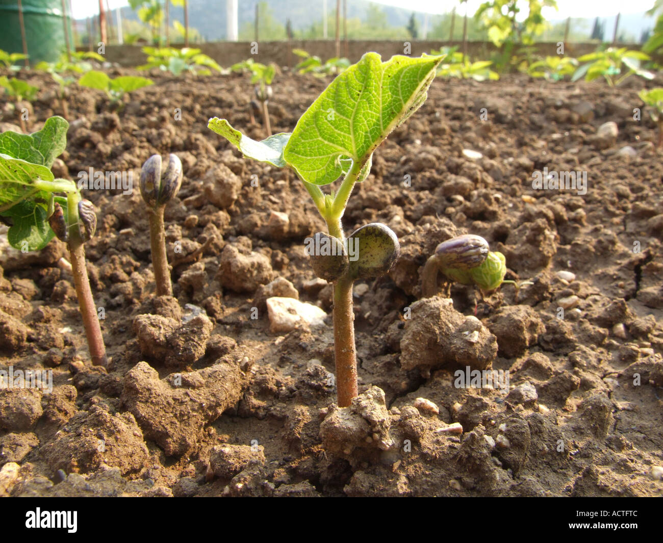 Beans grow in garden Stock Photo - Alamy