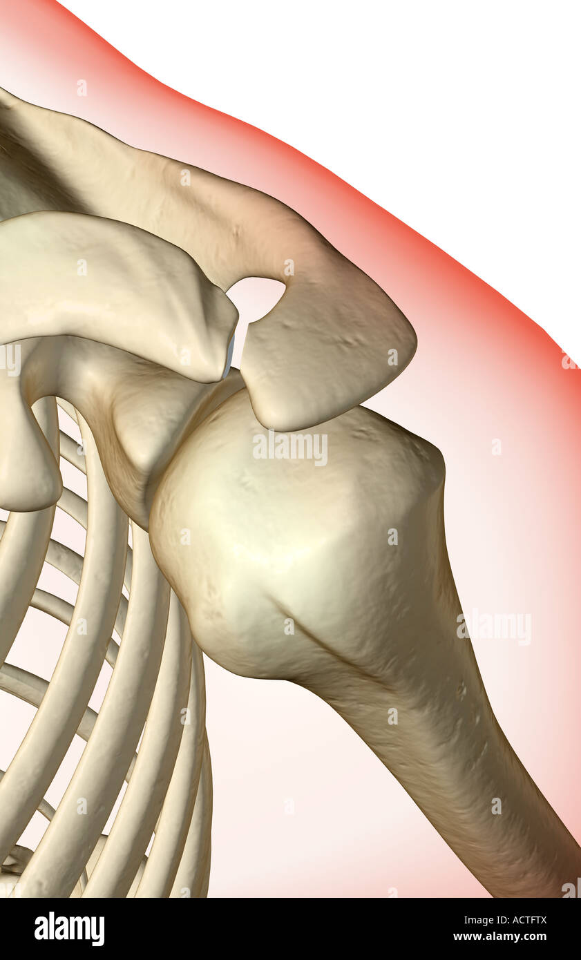 The bones of the shoulder Stock Photo - Alamy