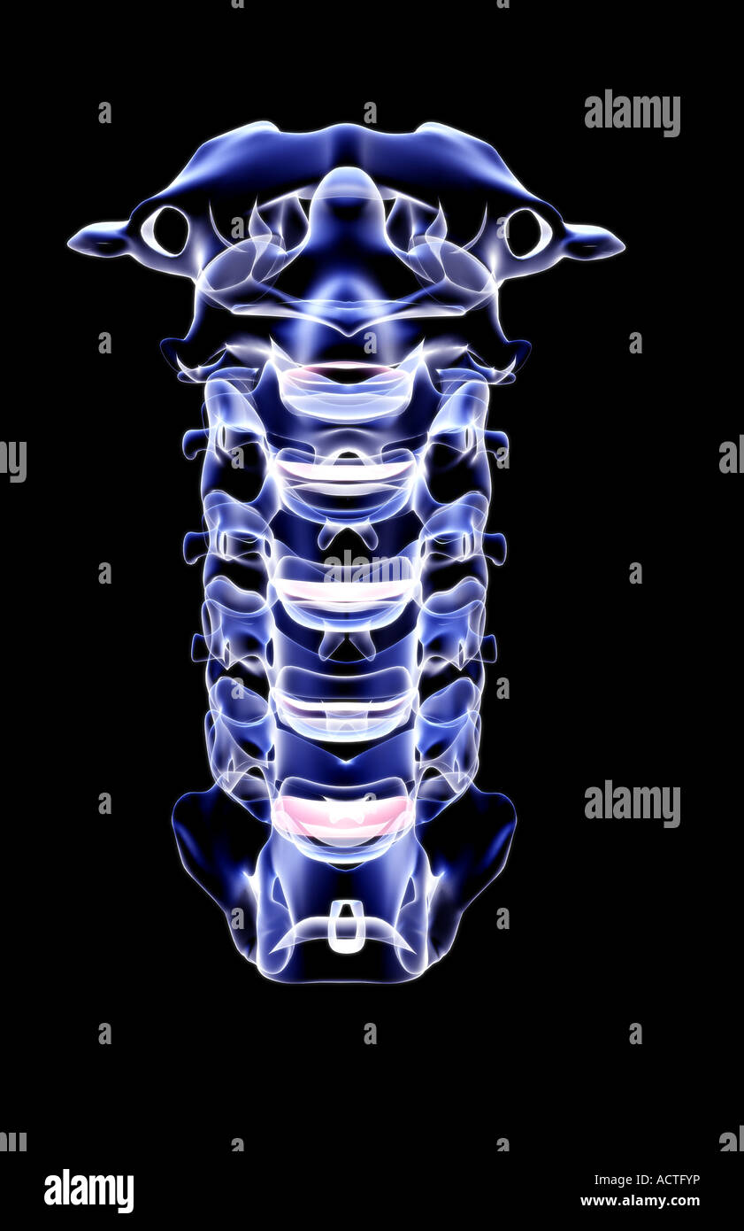 The cervical vertebrae Stock Photo - Alamy