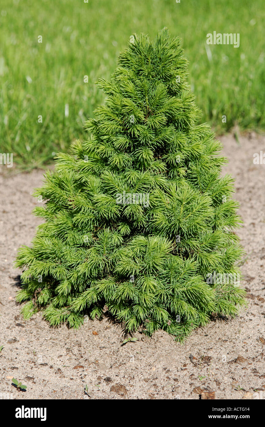 Conifer in the garden Stock Photo - Alamy