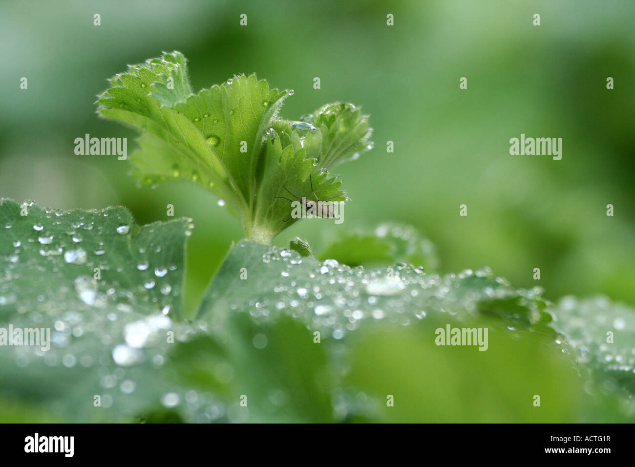 Rain leaf animal hi-res stock photography and images - Alamy