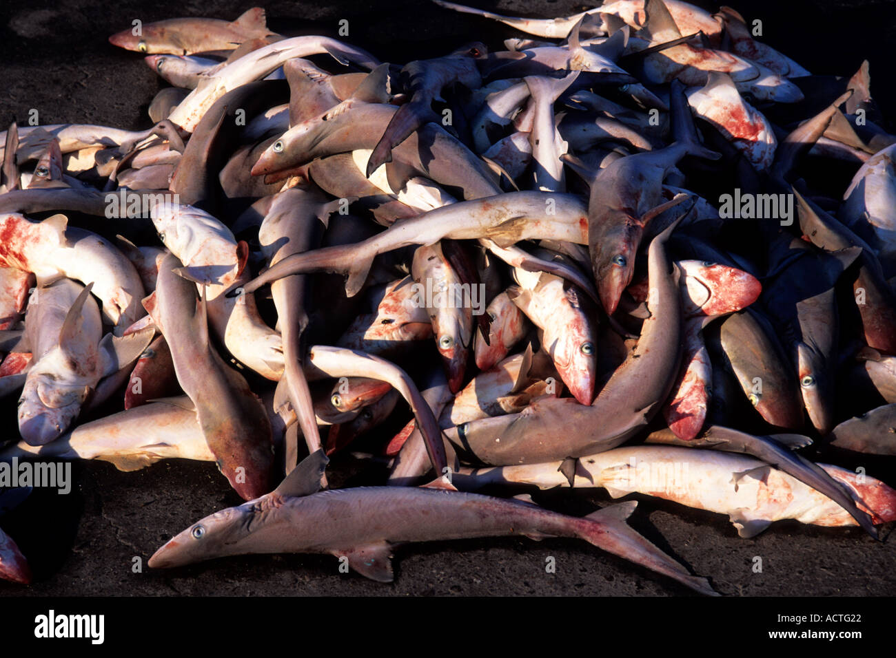 Dead sharks fish market Abu Dhabi United Arab Emirates Stock Photo - Alamy