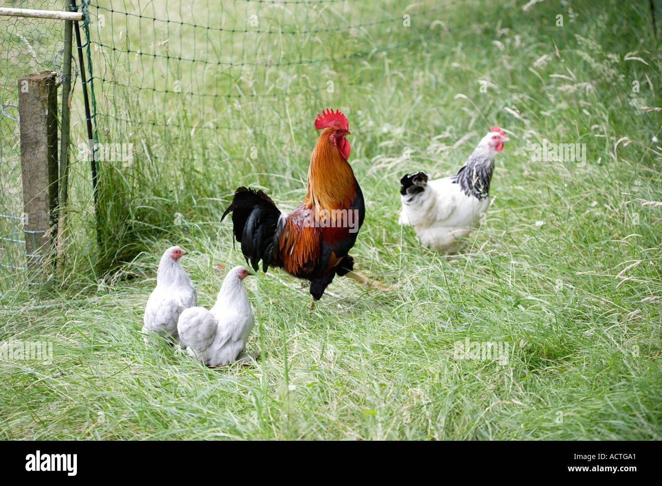 Cockerel and chickens Stock Photo - Alamy