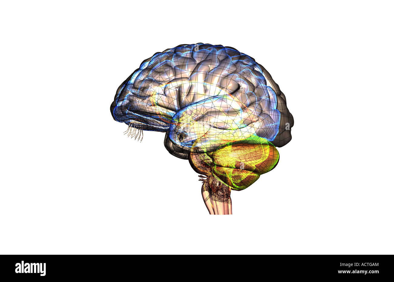 Metencephalon hi-res stock photography and images - Alamy