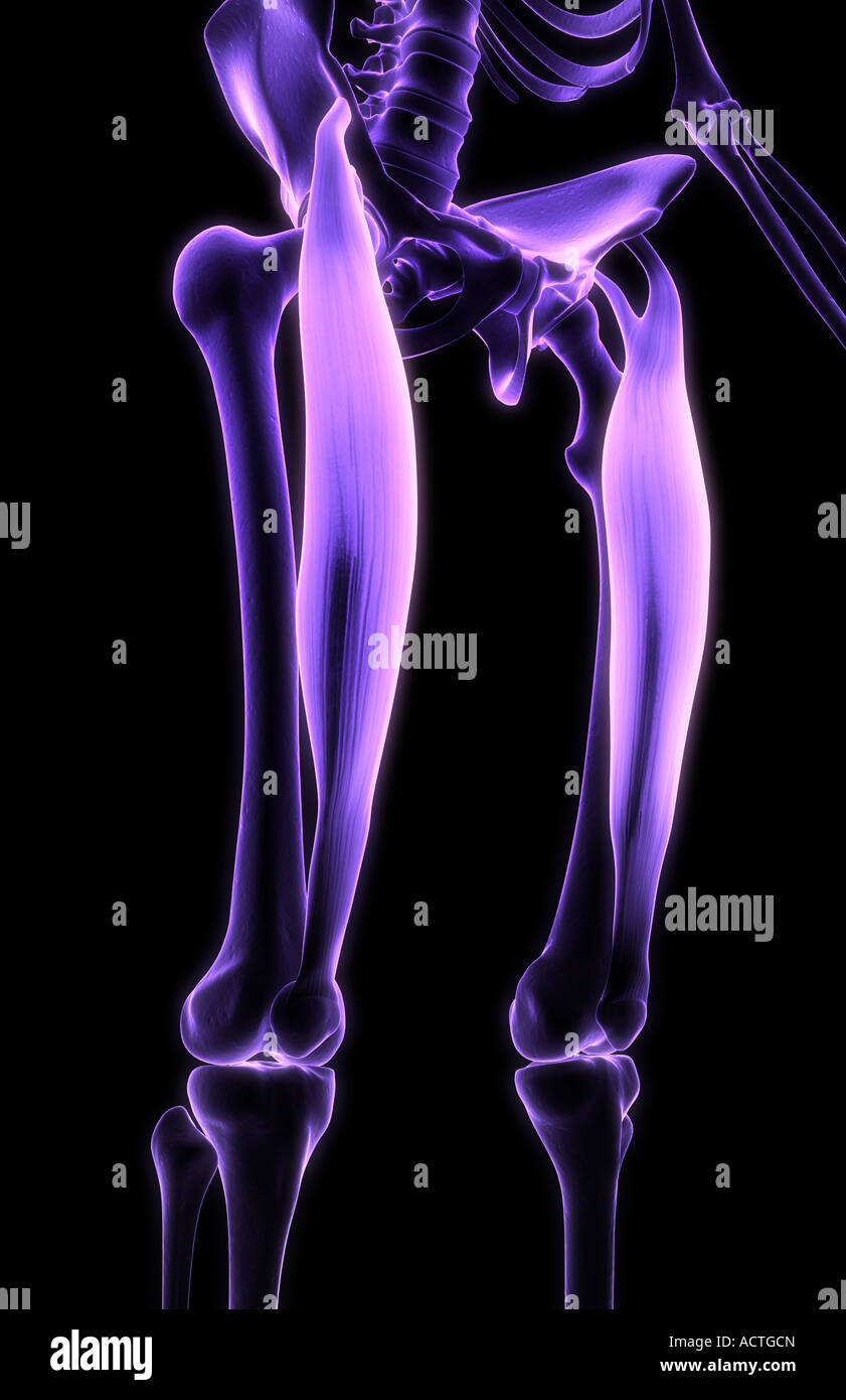 Rectus femoris hi-res stock photography and images - Alamy