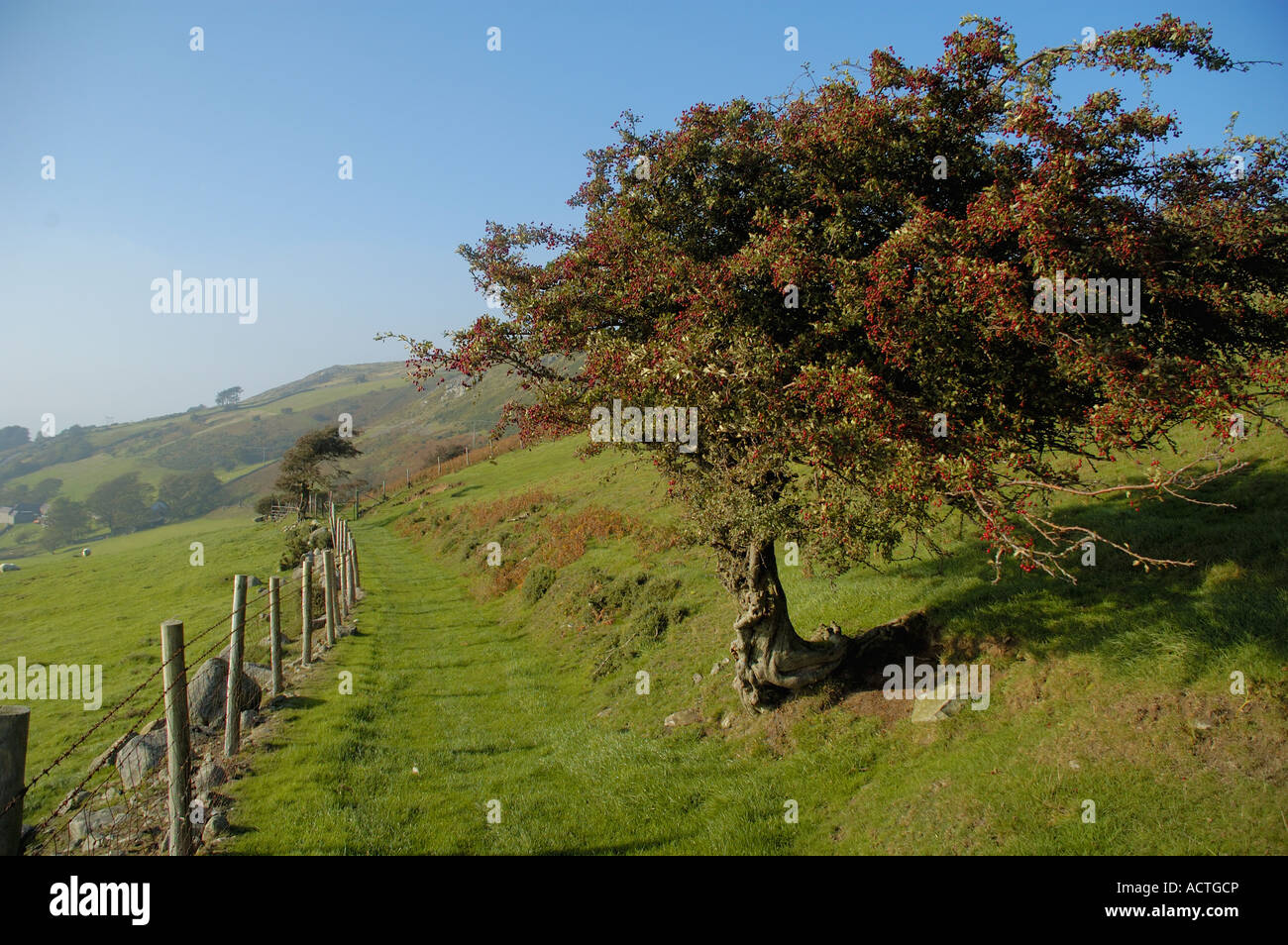 Windswept tree along a mountain path near Llanfairfechan North Wales ...