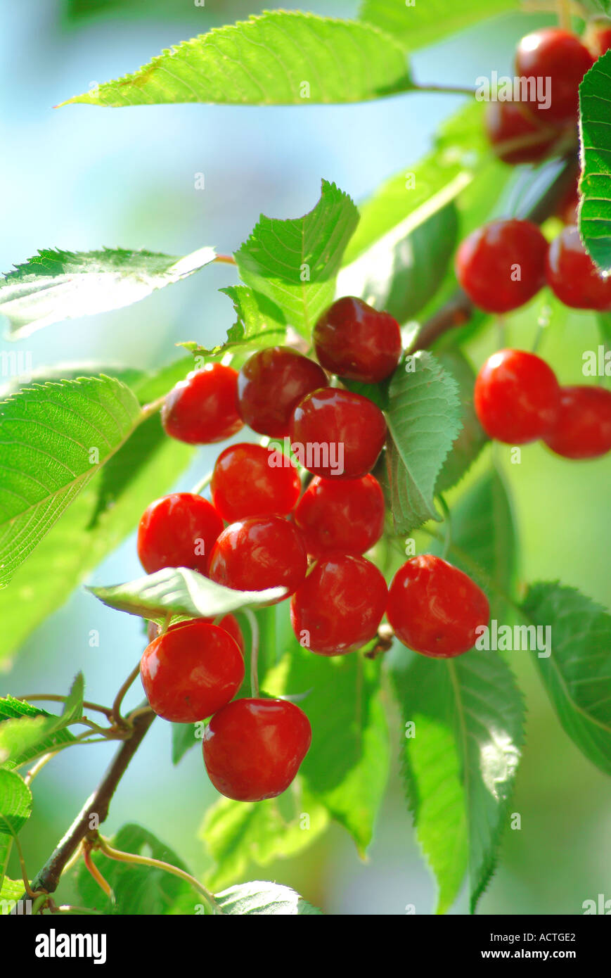 Suss kirsche hi-res stock photography and images - Alamy