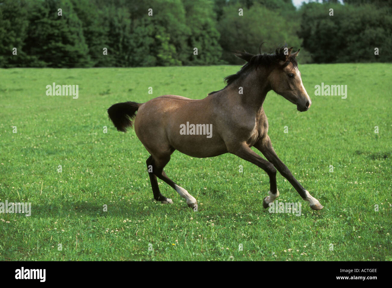 Arabian Horse mare yearling Araber Stute Jaehrling Saeugetiere mammals ...