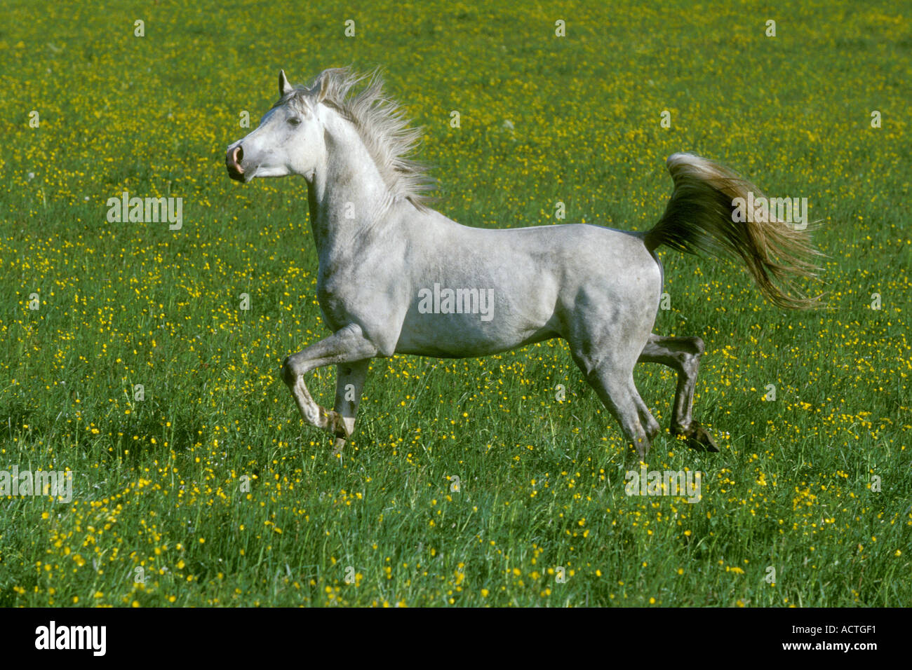 Arabian Horse stallion Araberhengst Saeugetiere mammals Huftiere hoofed ...