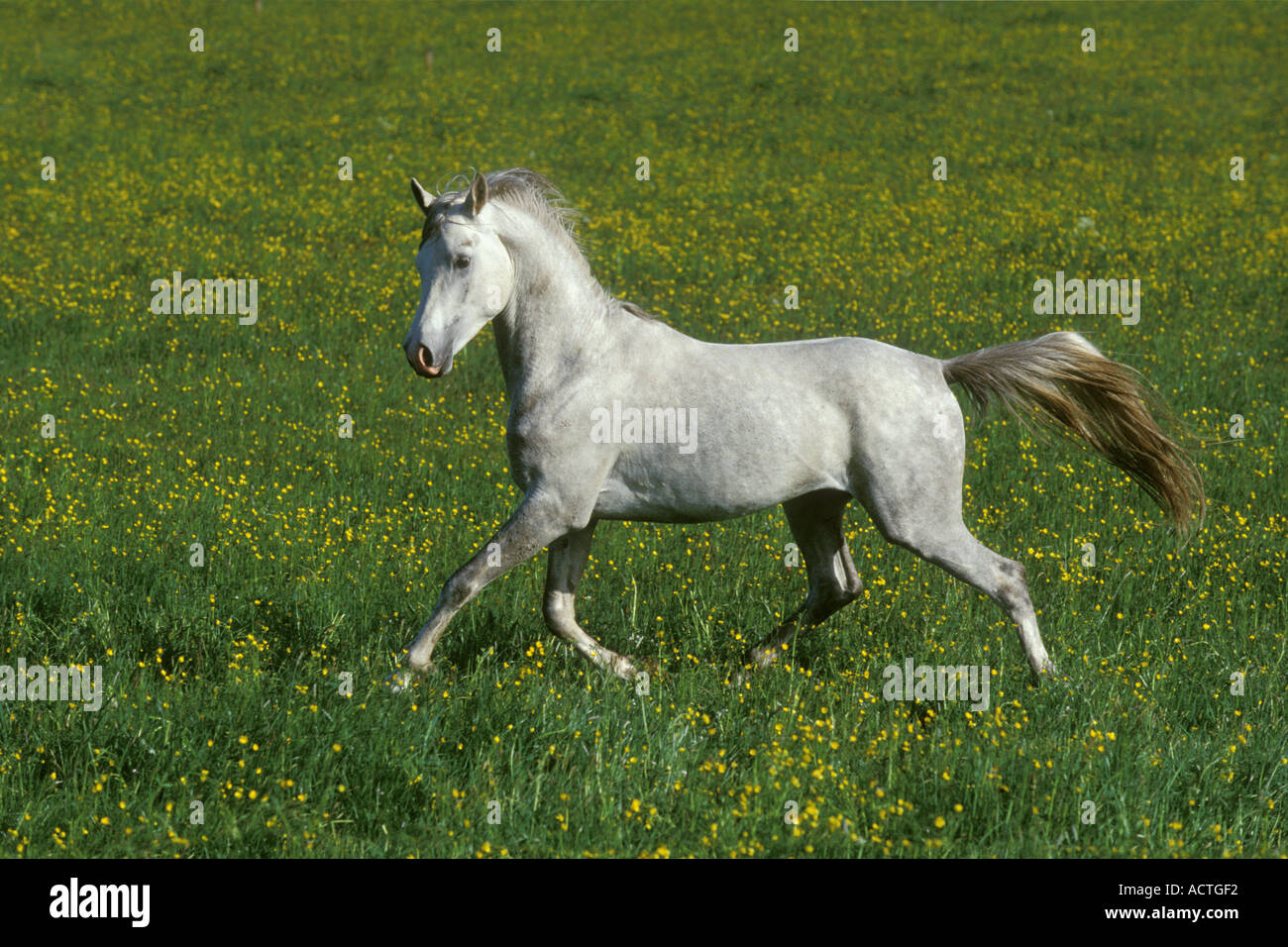 Arabian Horse stallion Araberhengst Saeugetiere mammals Huftiere hoofed ...