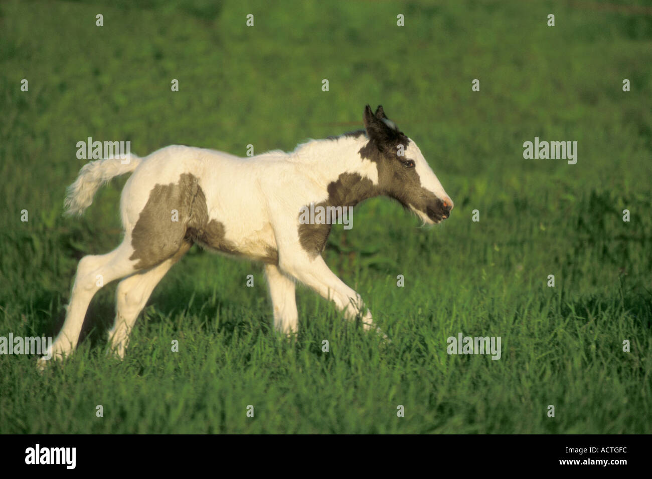 Irish tinker old hi-res stock photography and images - Alamy