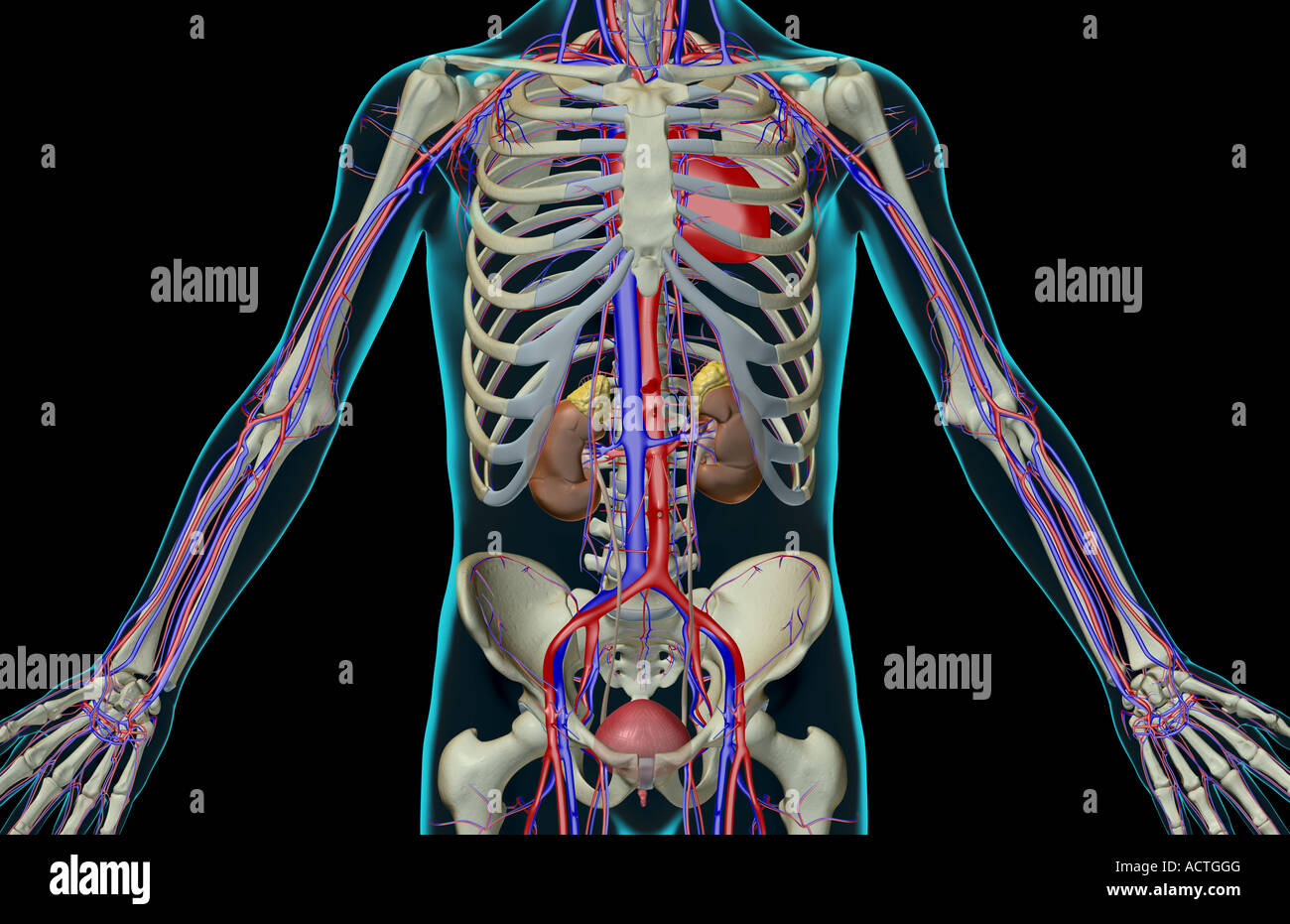 The urinary system Stock Photo - Alamy