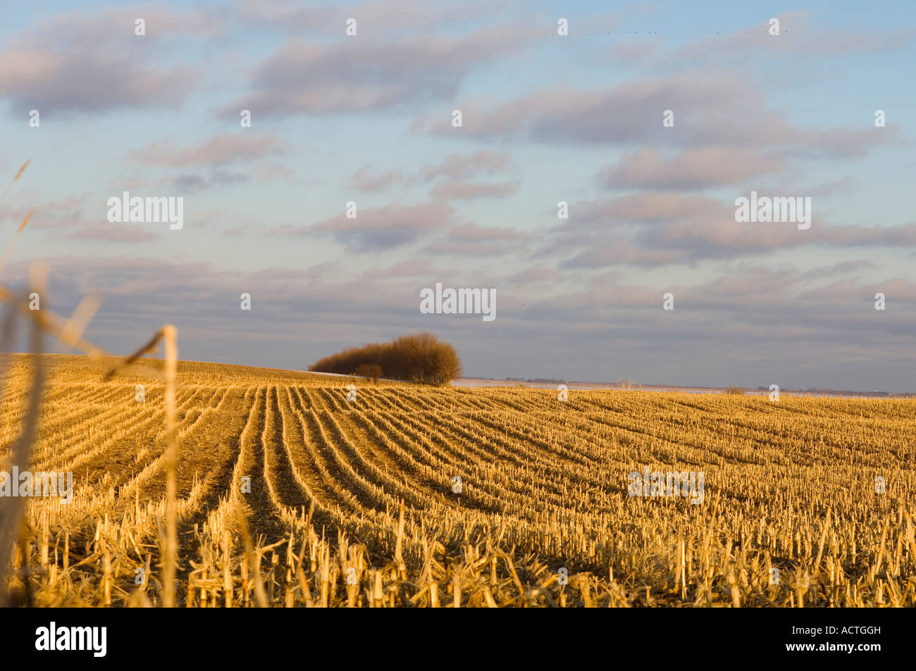 A CUT CORN FIELD IN EARLY SPRING GLOWS IN EVENING LIGHT SOUTH DAKOTA ...
