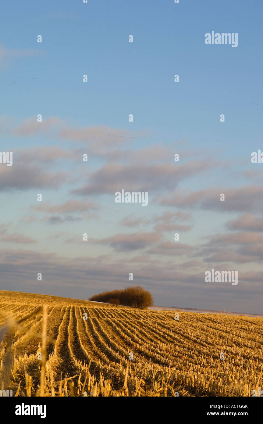 A CUT CORN FIELD IN EARLY SPRING GLOWS IN EVENING LIGHT SOUTH DAKOTA ...