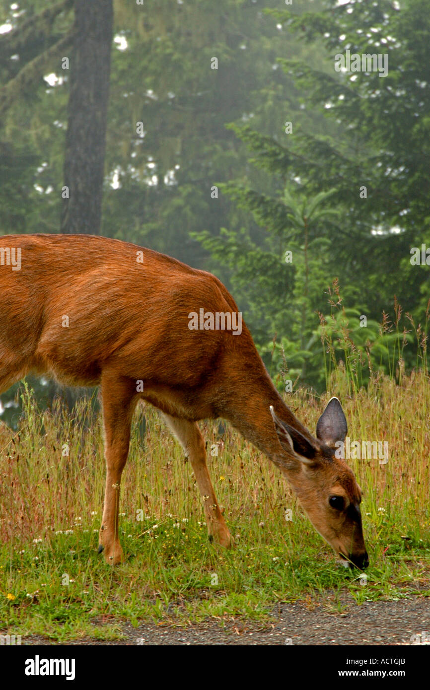 Mule Deer, Hurricane Ridge, Olympic National Park, Washington Stock ...