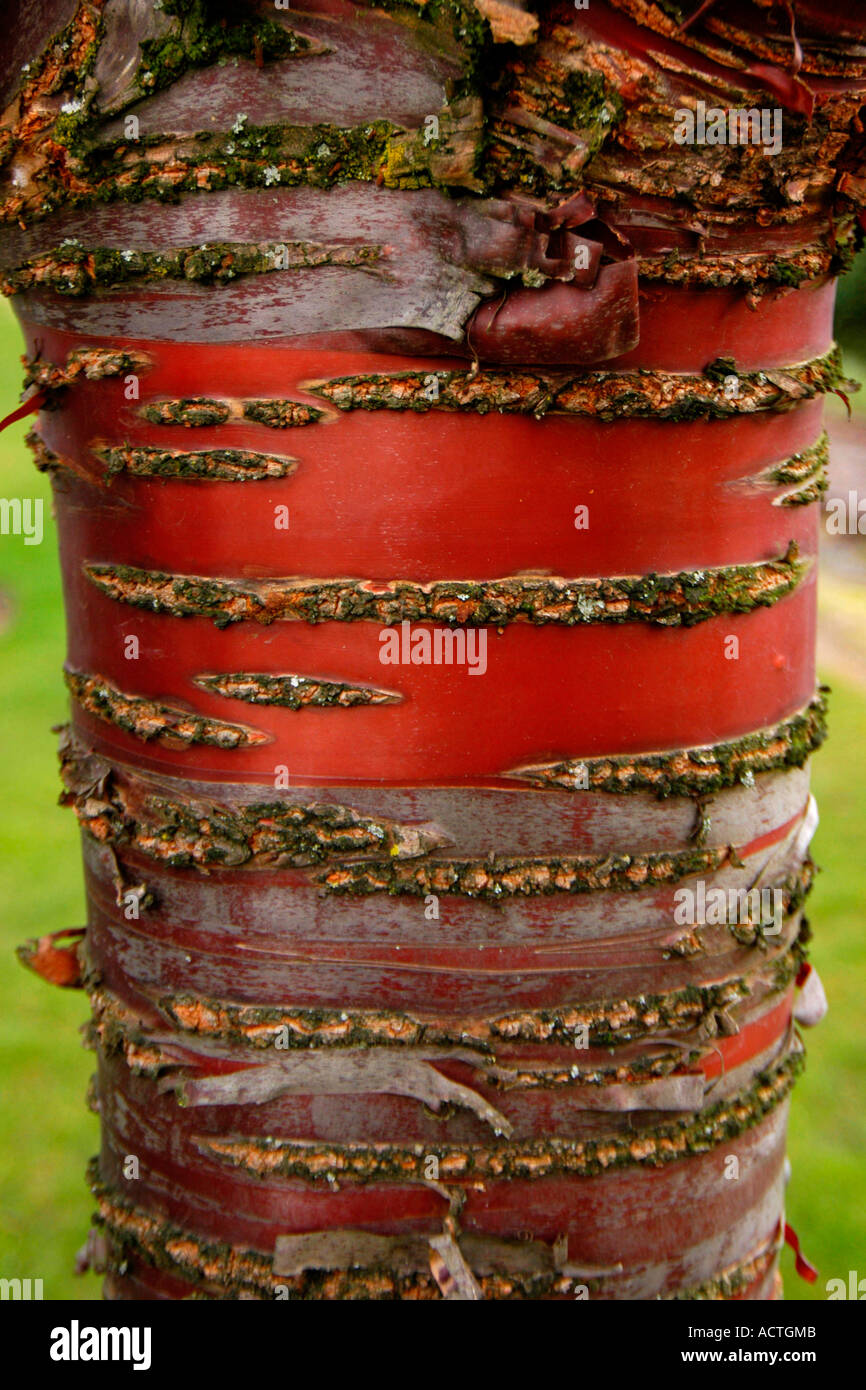 CHERRY Tree bark, TIBETAN (Prunus serrula Stock Photo - Alamy
