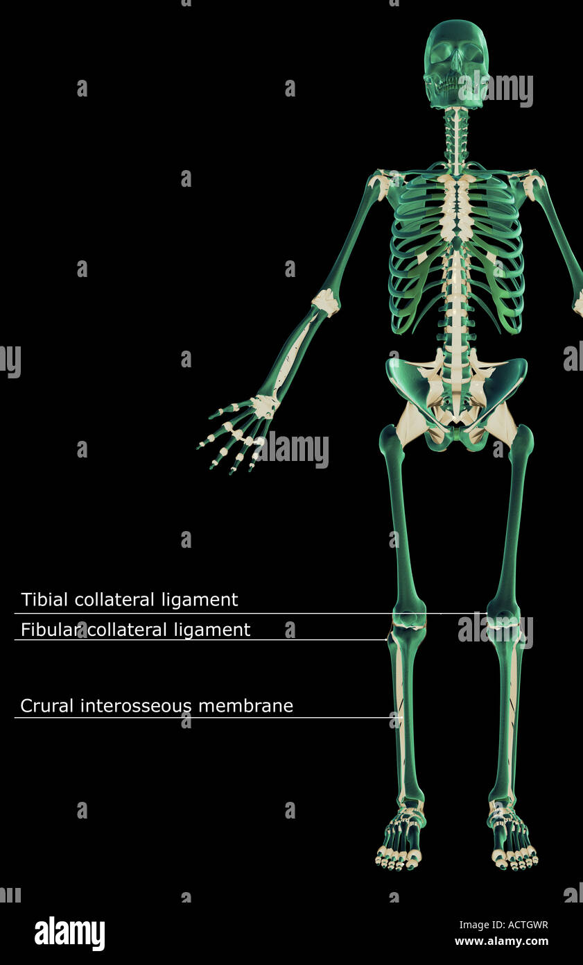 The ligamentous system Stock Photo - Alamy