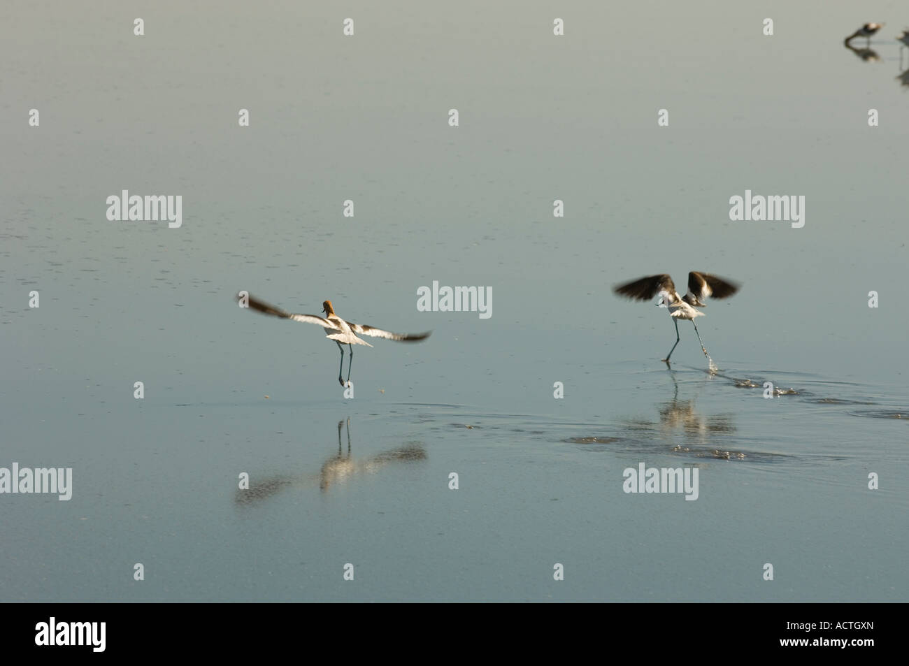 Running Across Surface Of Water High Resolution Stock Photography and ...