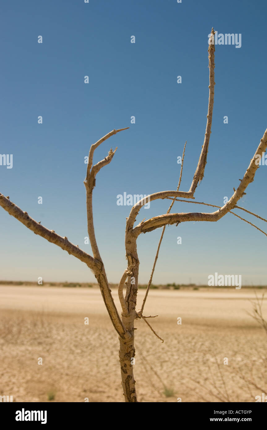 THE SKELETAL REMAINS OF AN ERADICATED SALT CEDAR TREE STANDS ALONG THE ...