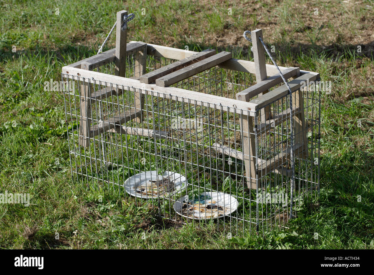 Larsen bird trap Stock Photo - Alamy