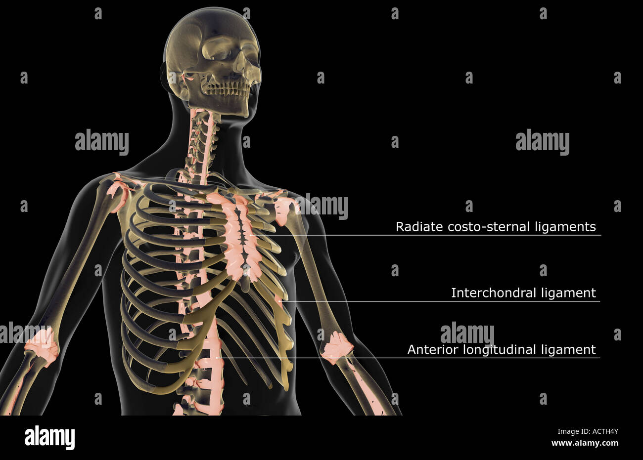 Anterior Longitudinal Ligament Ligaments Of The Vertebral Column