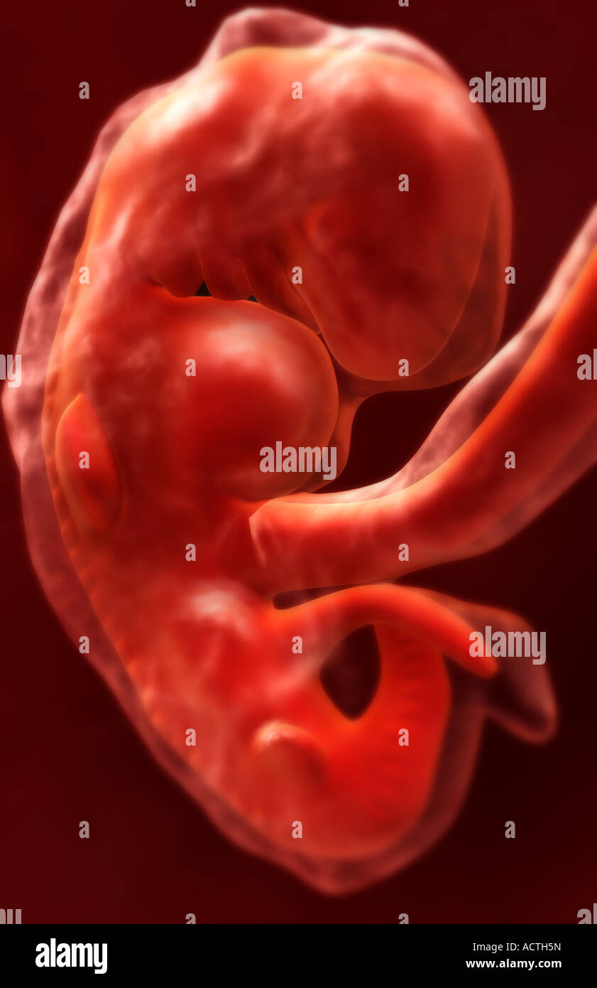 Growth embryonic period hi-res stock photography and images - Alamy