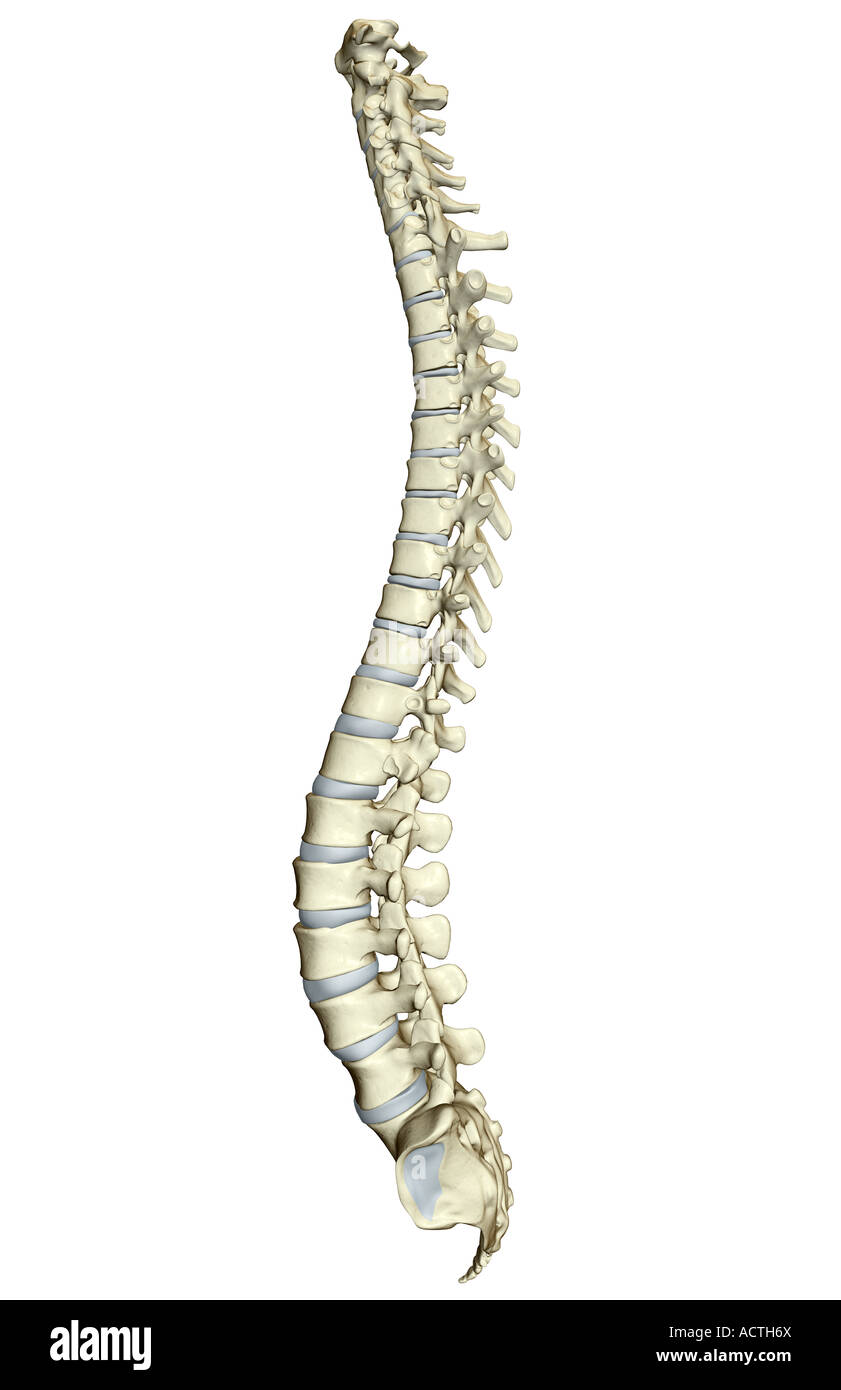 Vertebral column Cut Out Stock Images & Pictures - Alamy