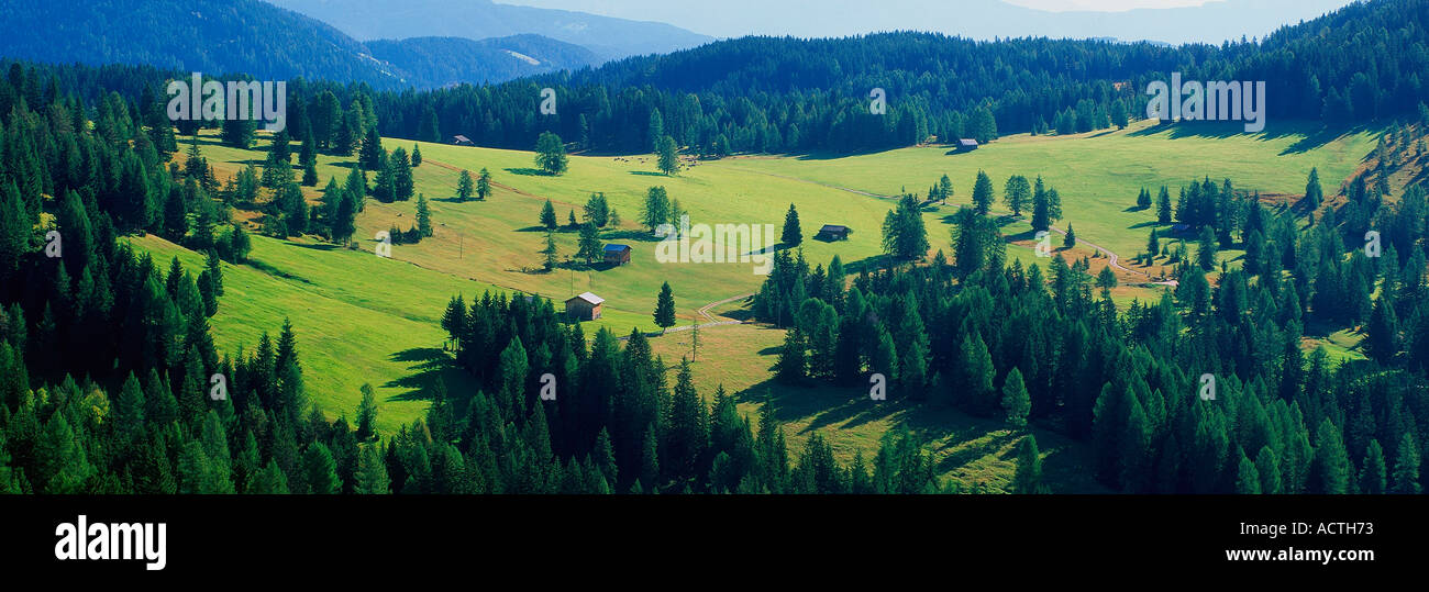Alpine pasture and coniferous forest South Tyrol Italy Almwiese und ...