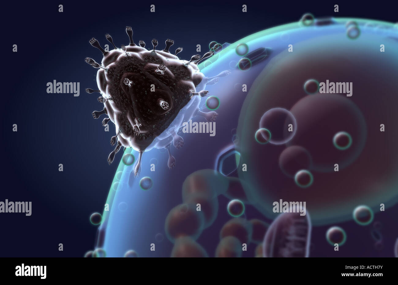 HIV cell fusion Stock Photo - Alamy