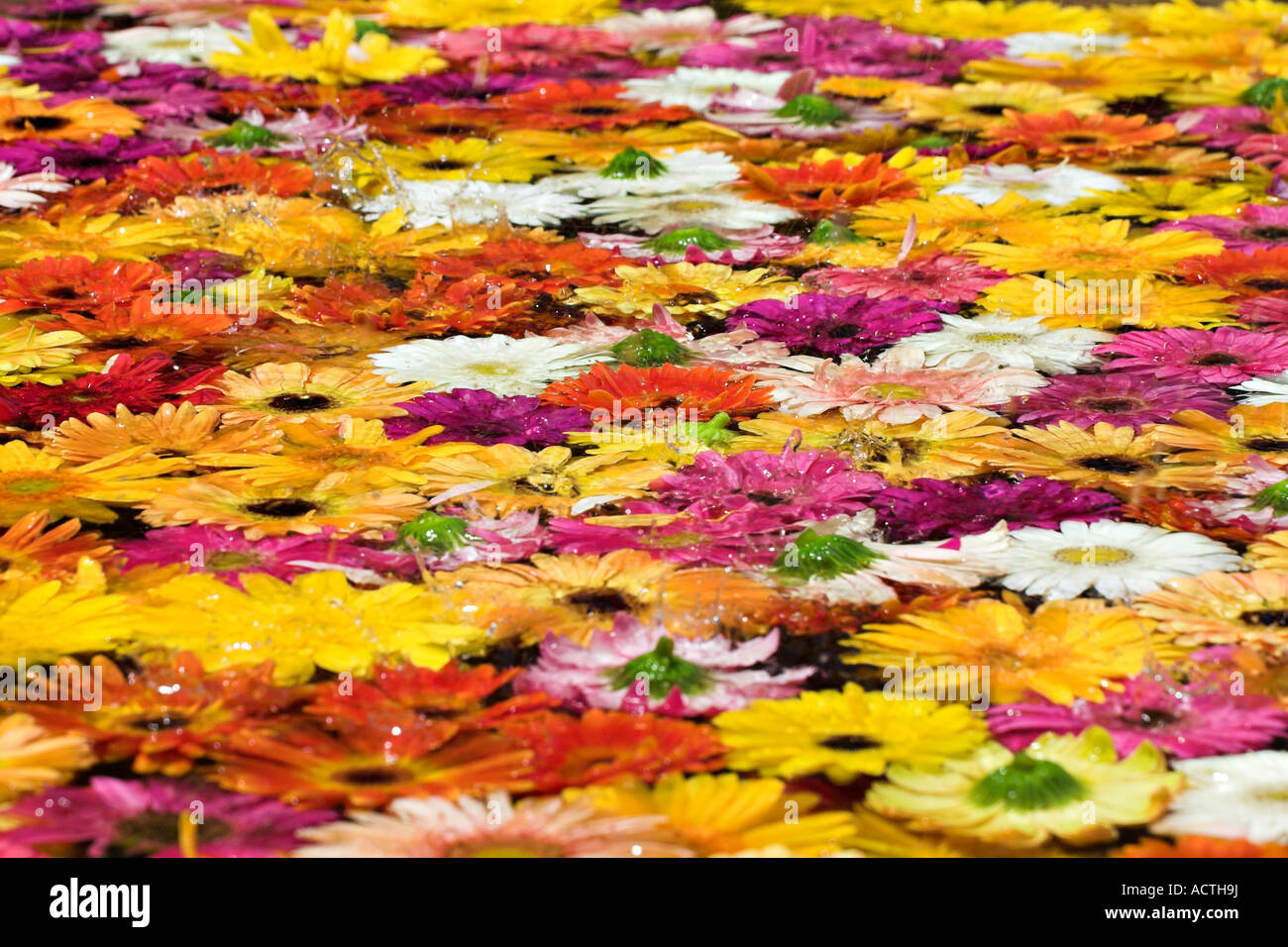 Flower Fountain The heads of hundreds of flowers float in a fountain at ...