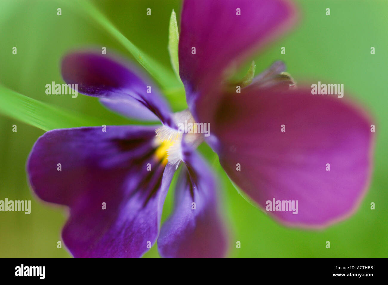 Pansy blossom Viola spec Veilchen Bluete Stock Photo - Alamy