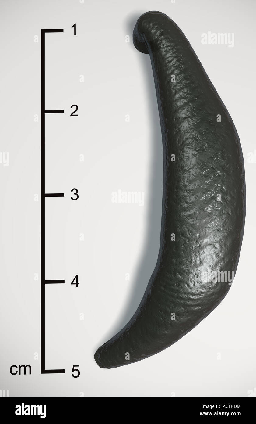 Haemophagic leeches hi-res stock photography and images - Alamy