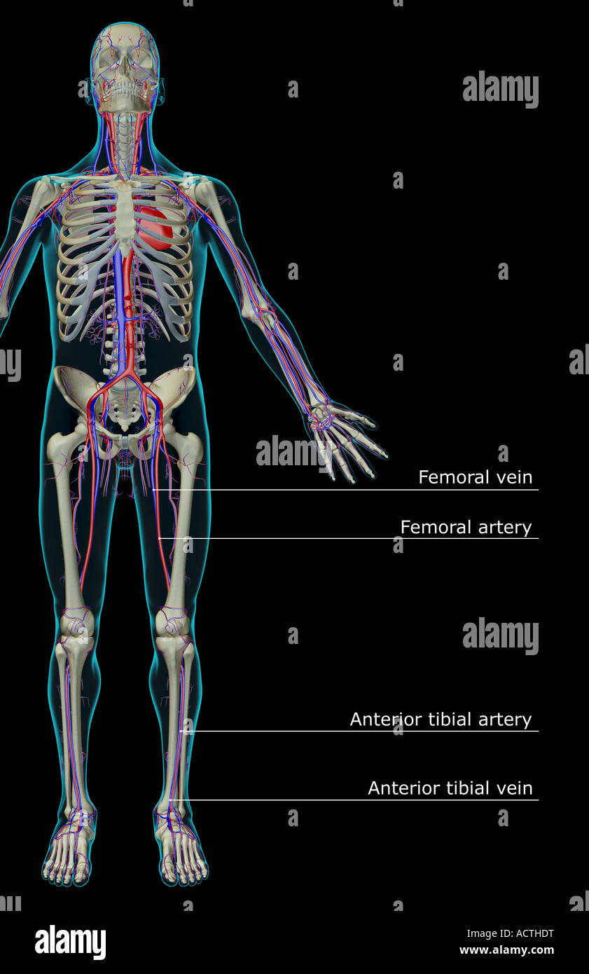 The vascular system Stock Photo - Alamy
