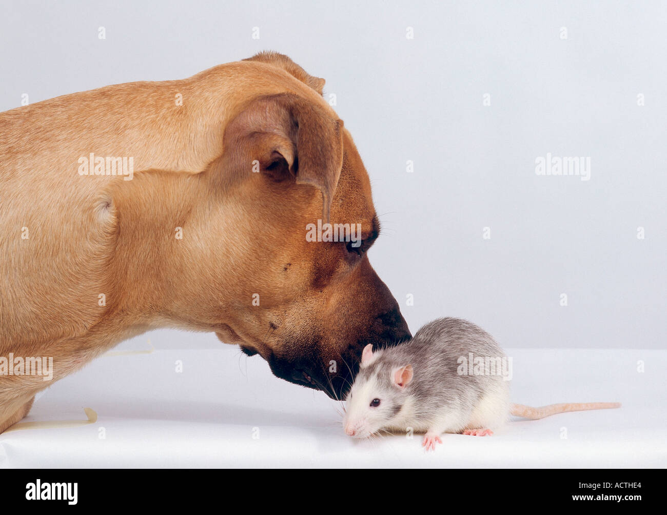 Mixed Breed Dog and Domestic Rat Mischlingshund und Farbratte ...