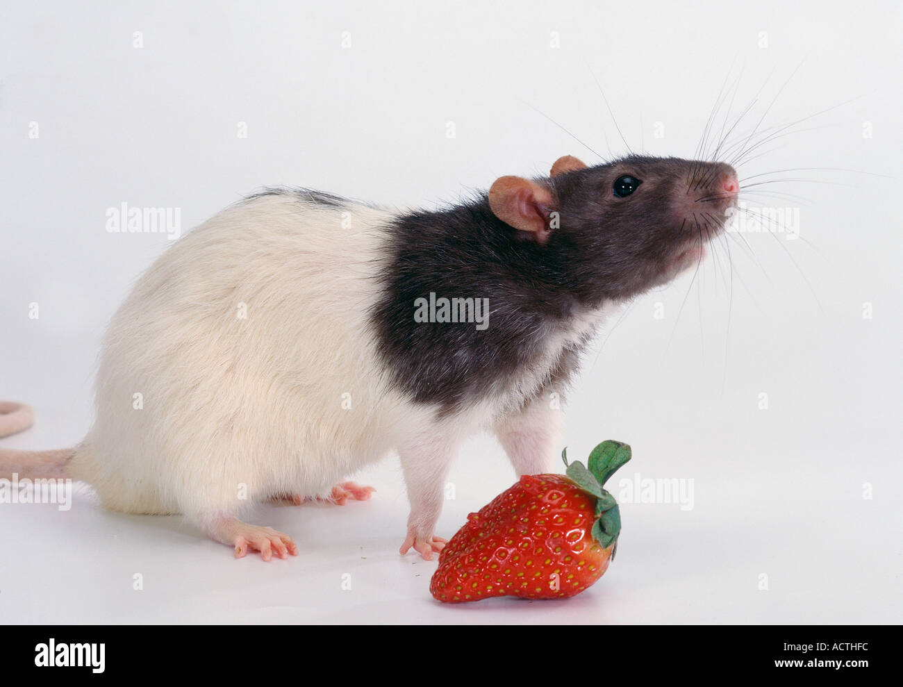 Domestic Rat aguti hooded and strawberry Farbratte agouti hooded und ...