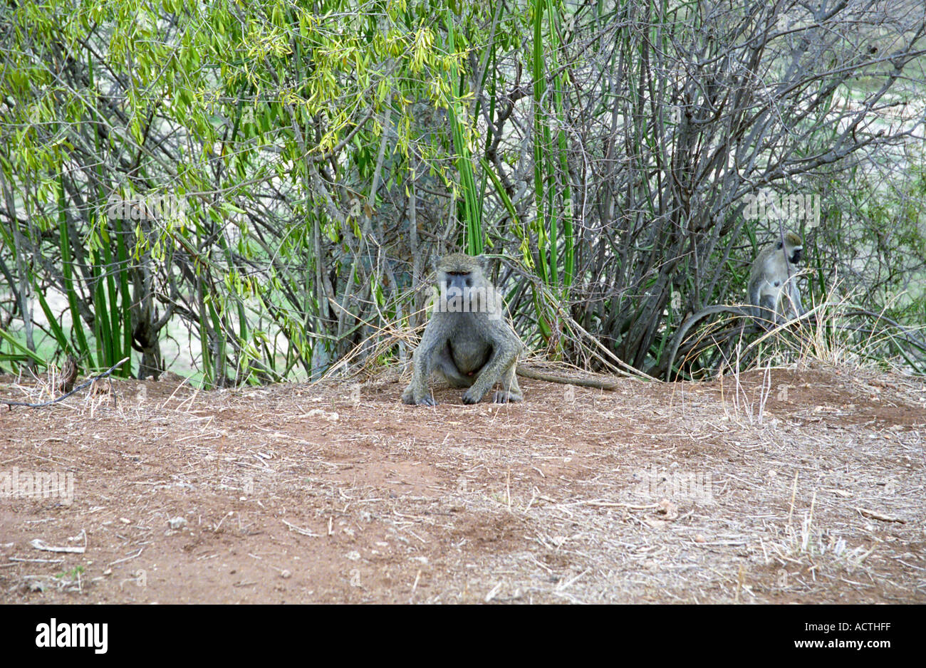 Olive Baboon Papio anubis Monkeys in Serengeti Tanzania Stock Photo - Alamy