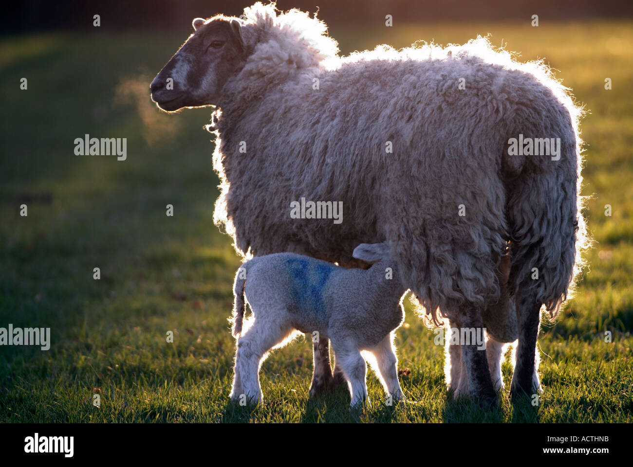 Spring Lamb and ewe backlit with the evening sunshine in Derbyshire ...