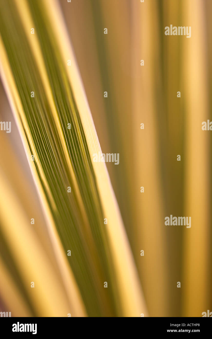 Yellow leaves cordyline hi-res stock photography and images - Alamy