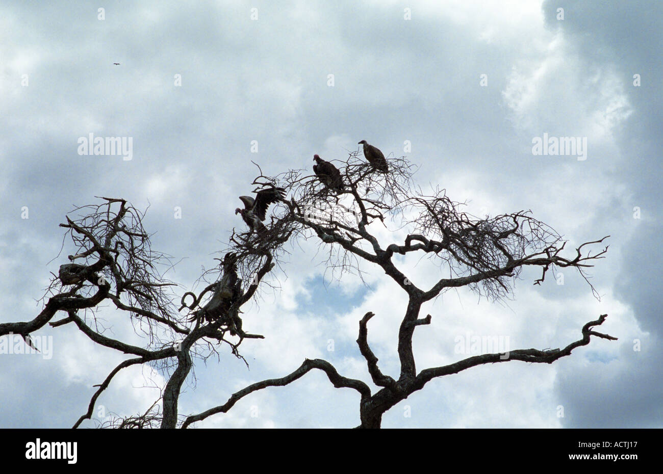 Vultures of the world hi-res stock photography and images - Alamy