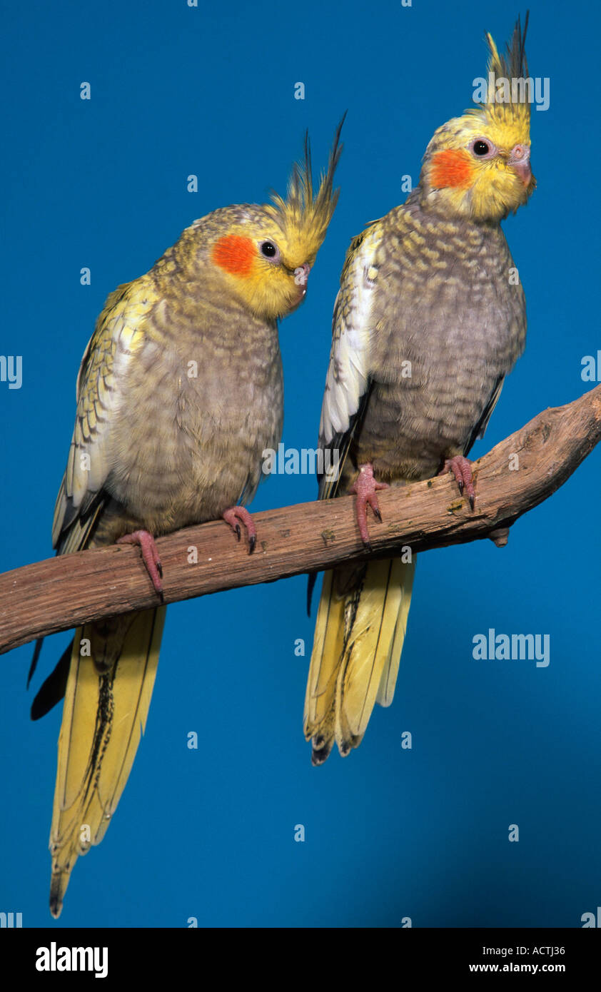 Young Cockatiels Nymphicus hollandicus Nymphensittiche Jungvoegel ...