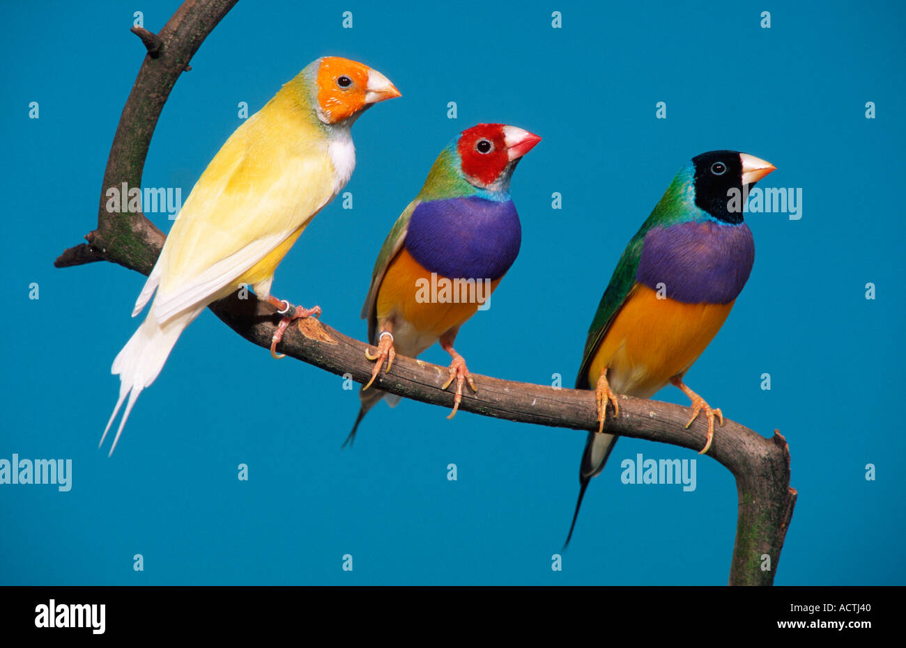 Gouldian Finches Chloebia gouldiae Gouldamadinen innen Studio indoor ...