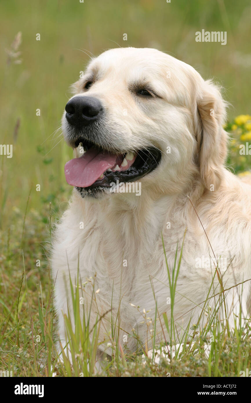 Golden Retriever aussen outdoor Stock Photo - Alamy