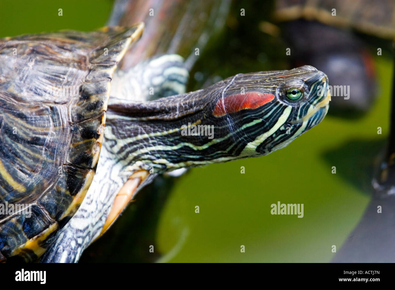Turtle looking right Stock Photo - Alamy